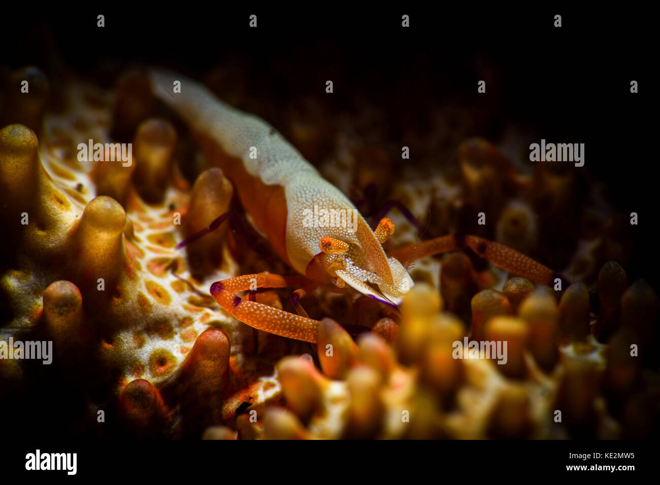 An emporer shrimp living on the back of a sea cucumber Stock Photo - Alamy