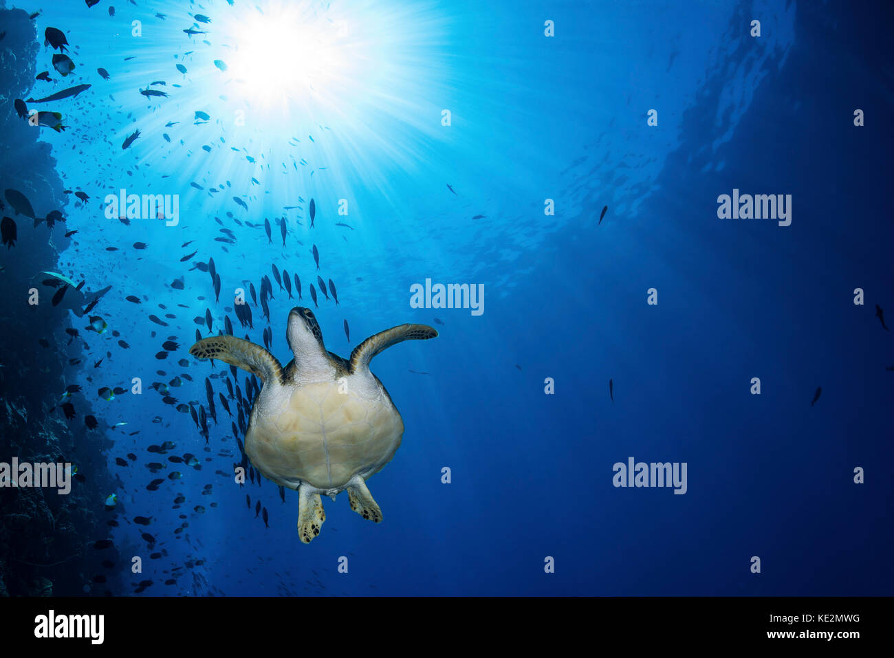 A green sea turtle soars overhead in the waters of North Sulawesi ...