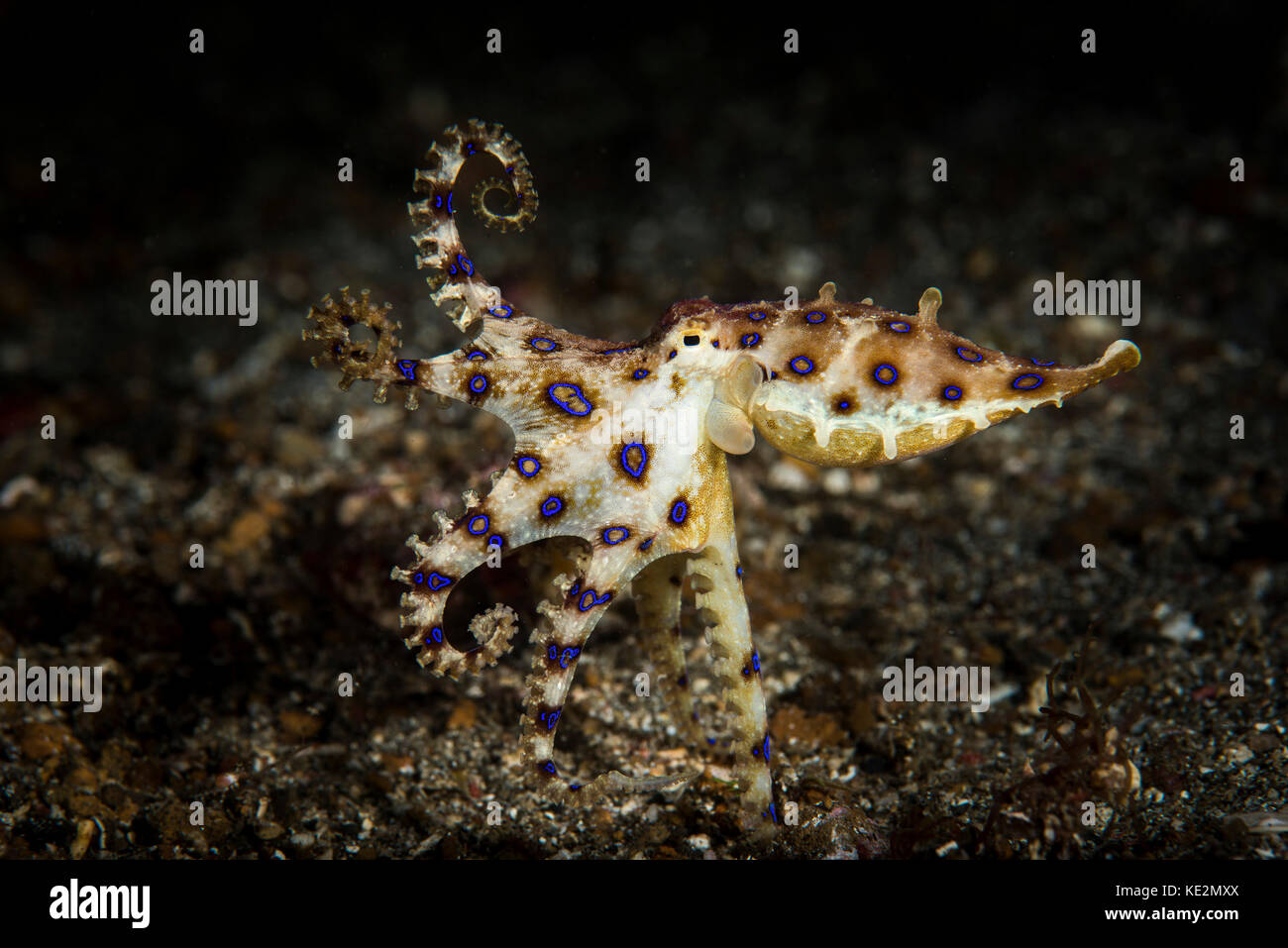 Blue ringed octopus hunting, Lembeh Strait, Indonesia Stock Photo - Alamy