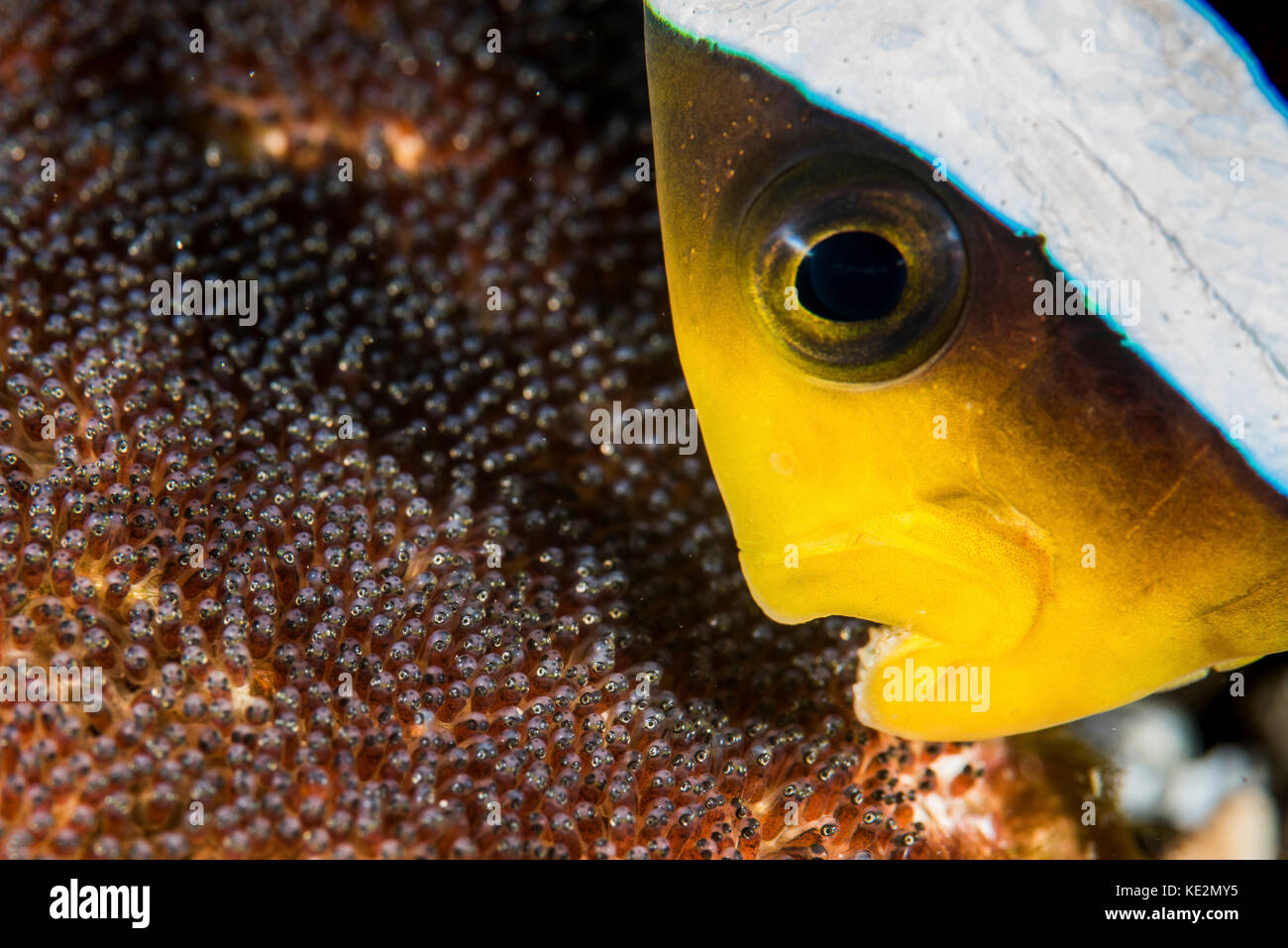 An anemone fish cares for its eggs, Lembeh Strait, Indonesia Stock ...