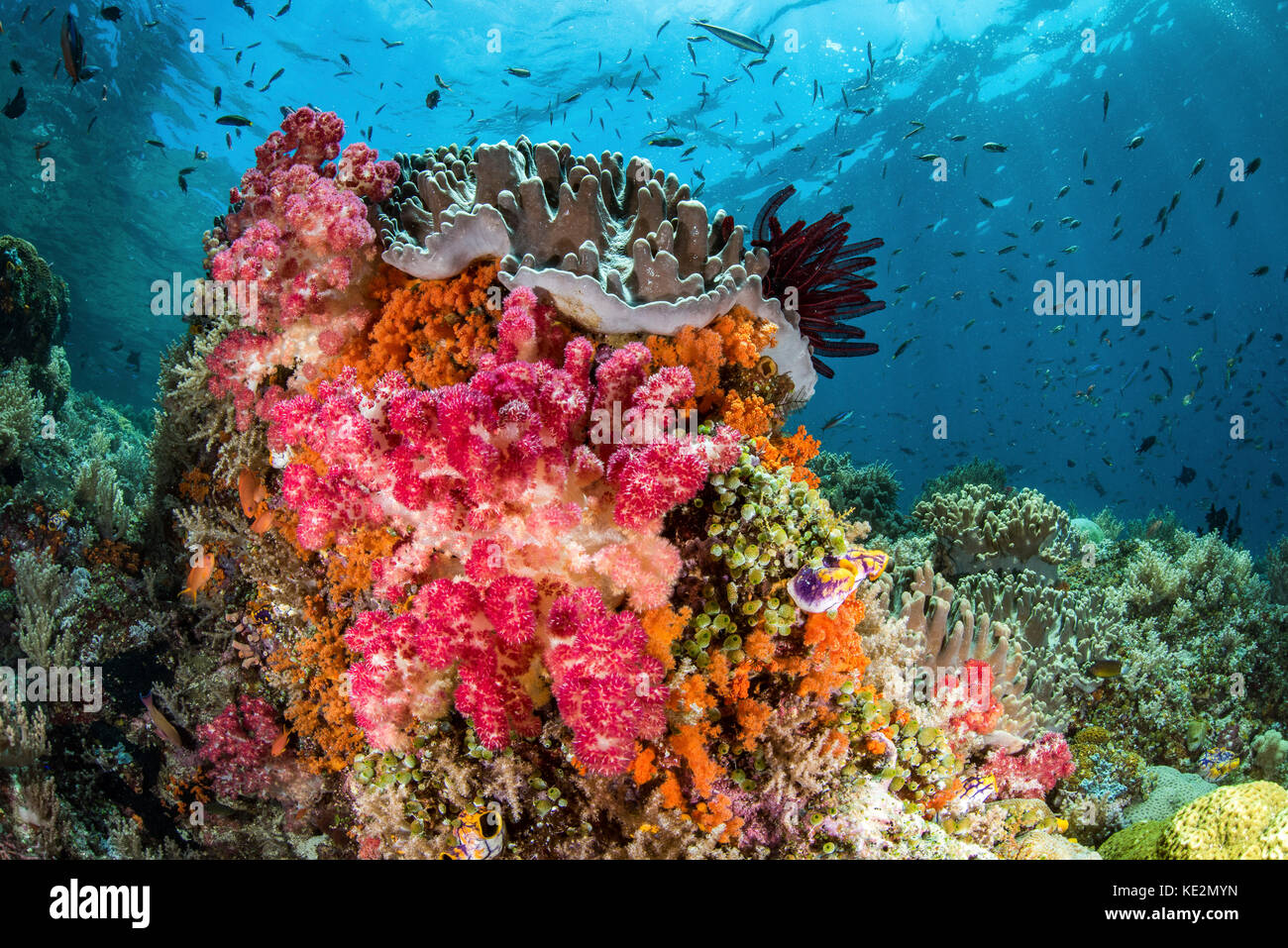 Fish and soft corals on a reef, Raja Ampat, Indonesia Stock Photo - Alamy