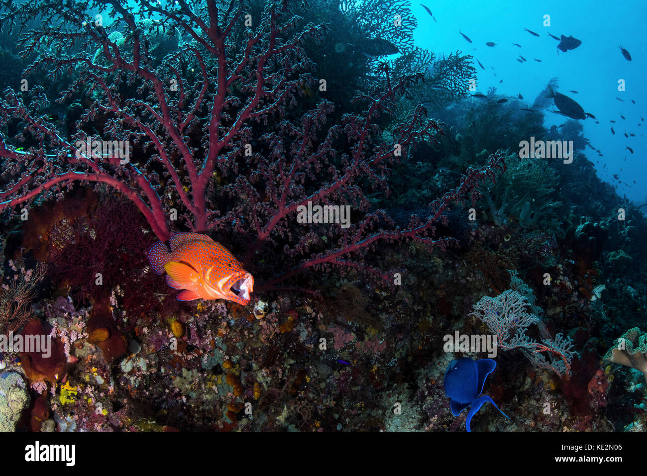 A coral grouper opens its mouth for cleaning by a cleaner wrasse Stock ...