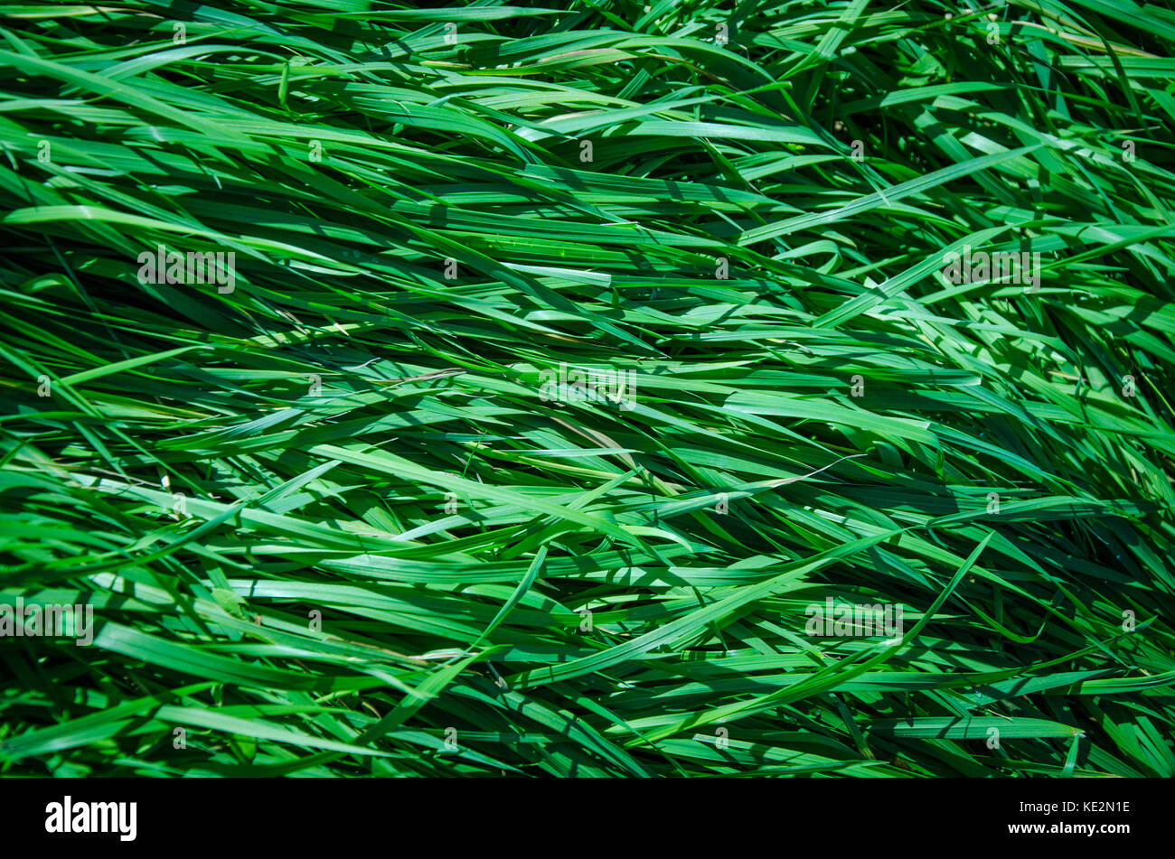 long green grass Stock Photo - Alamy