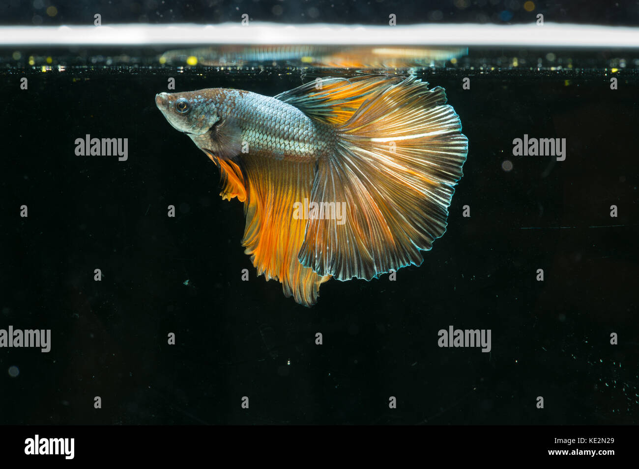 red blue siamese fighting fish. beautiful tail of betta splendens half ...