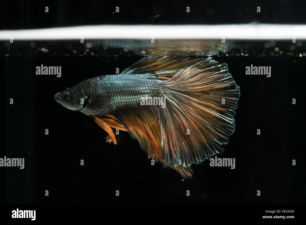 red blue siamese fighting fish. beautiful tail of betta splendens half ...