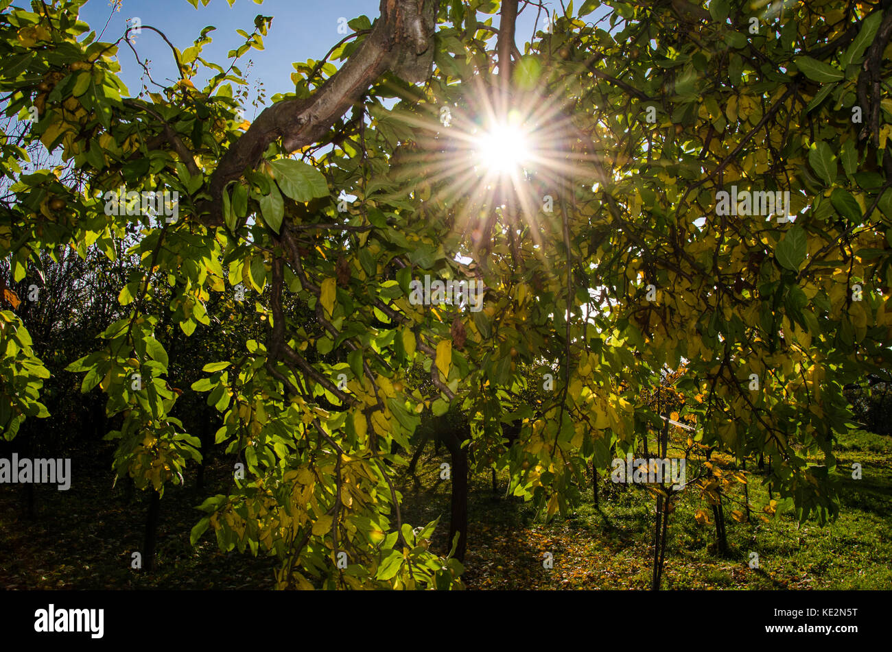 autumn scene with sun Stock Photo - Alamy