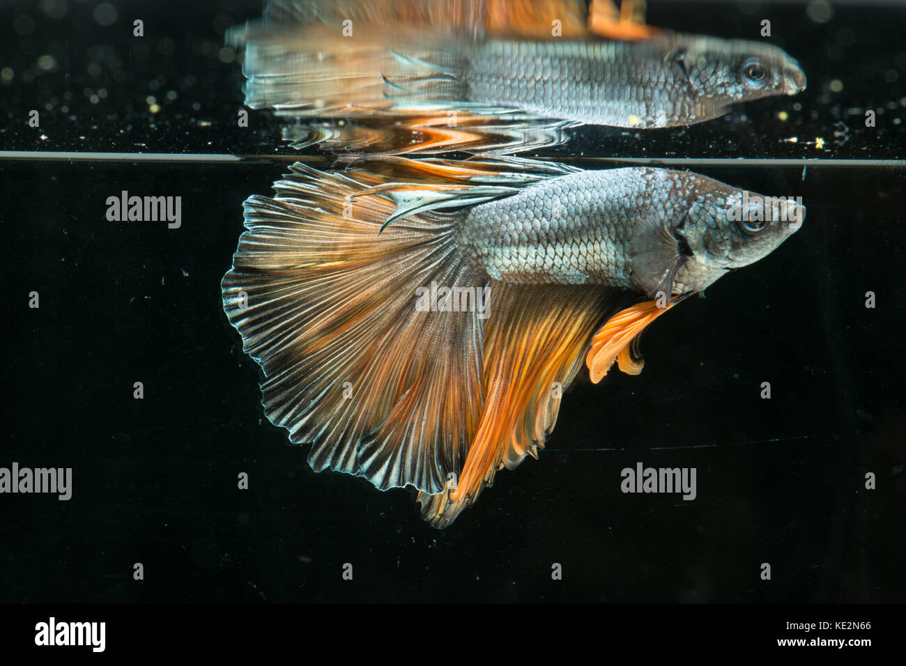 Pez Betta Negro Peces Betta Sobre Un Fondo Negro | Foto Premium