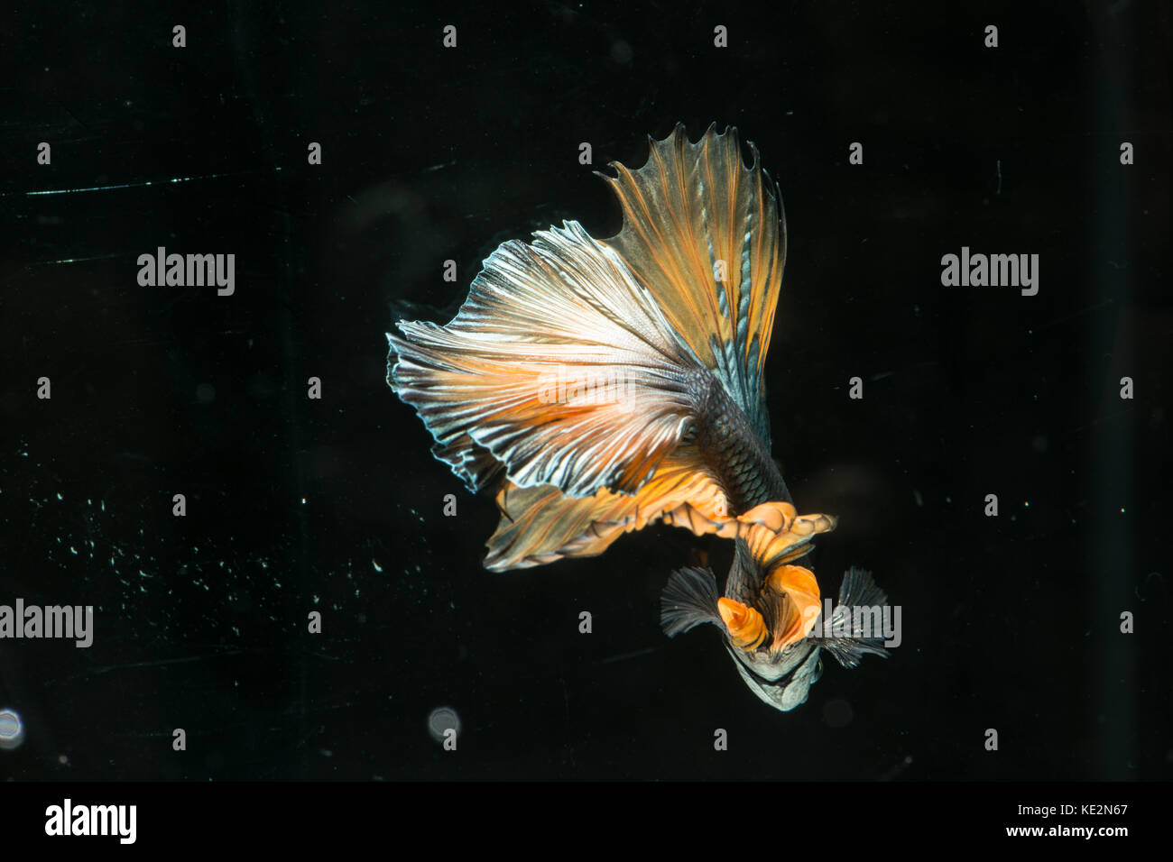 red blue siamese fighting fish. beautiful tail of betta splendens half ...