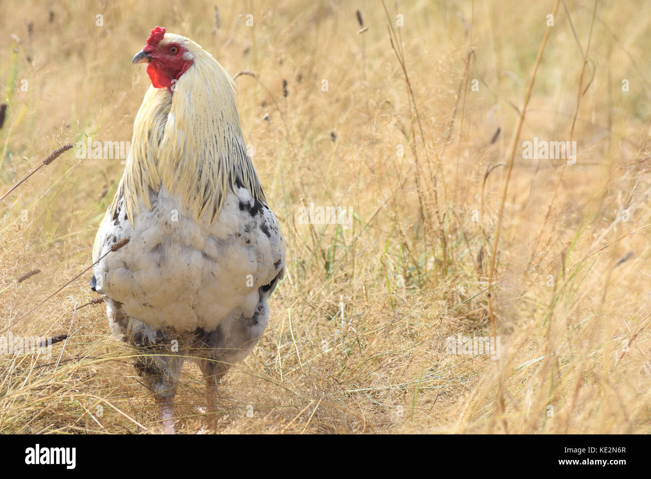 Roosters and farm hi-res stock photography and images - Alamy