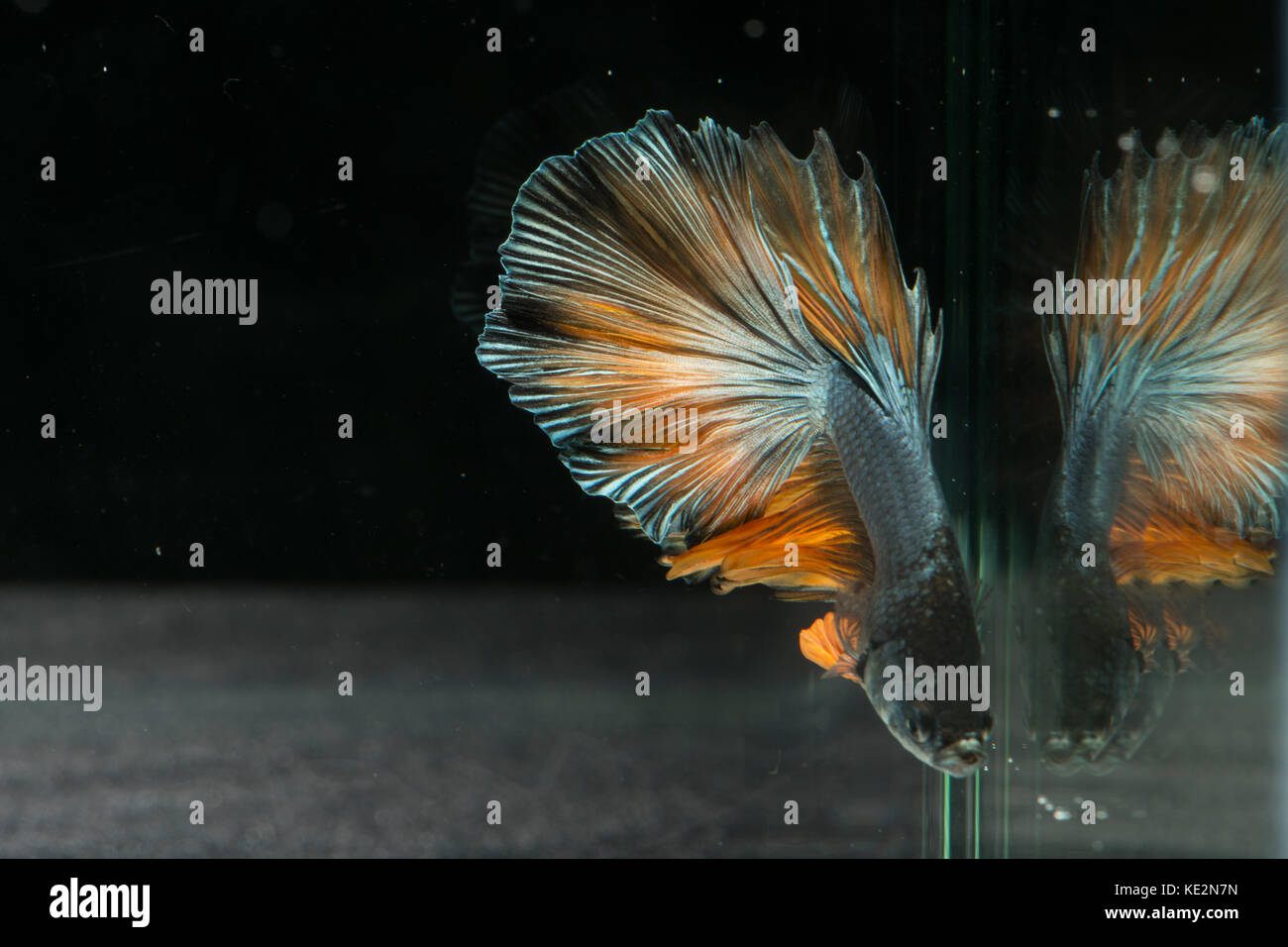 red blue siamese fighting fish. beautiful tail of betta splendens half ...