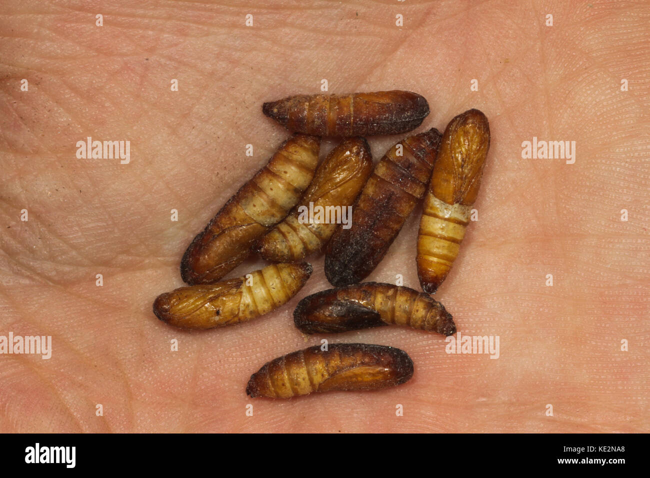 Pupae High Resolution Stock Photography and Images - Alamy