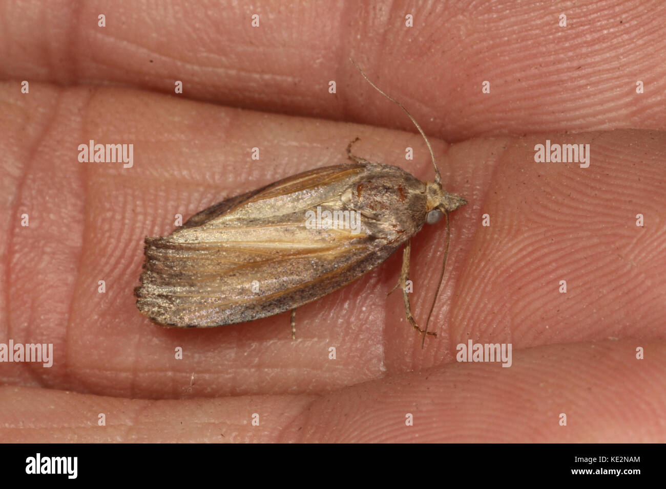 Adult wax moth hi-res stock photography and images - Alamy