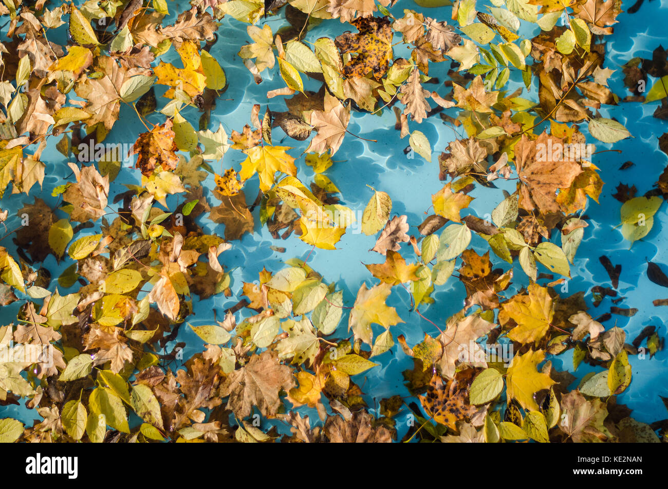 colorful autumn leaves in a water Stock Photo - Alamy