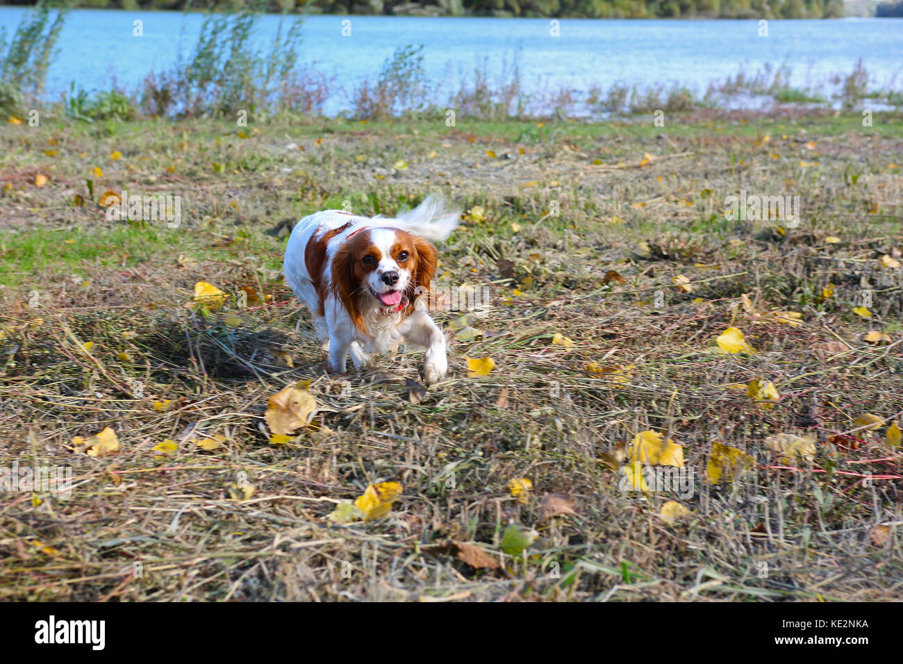 Dog without leash Stock Photo - Alamy