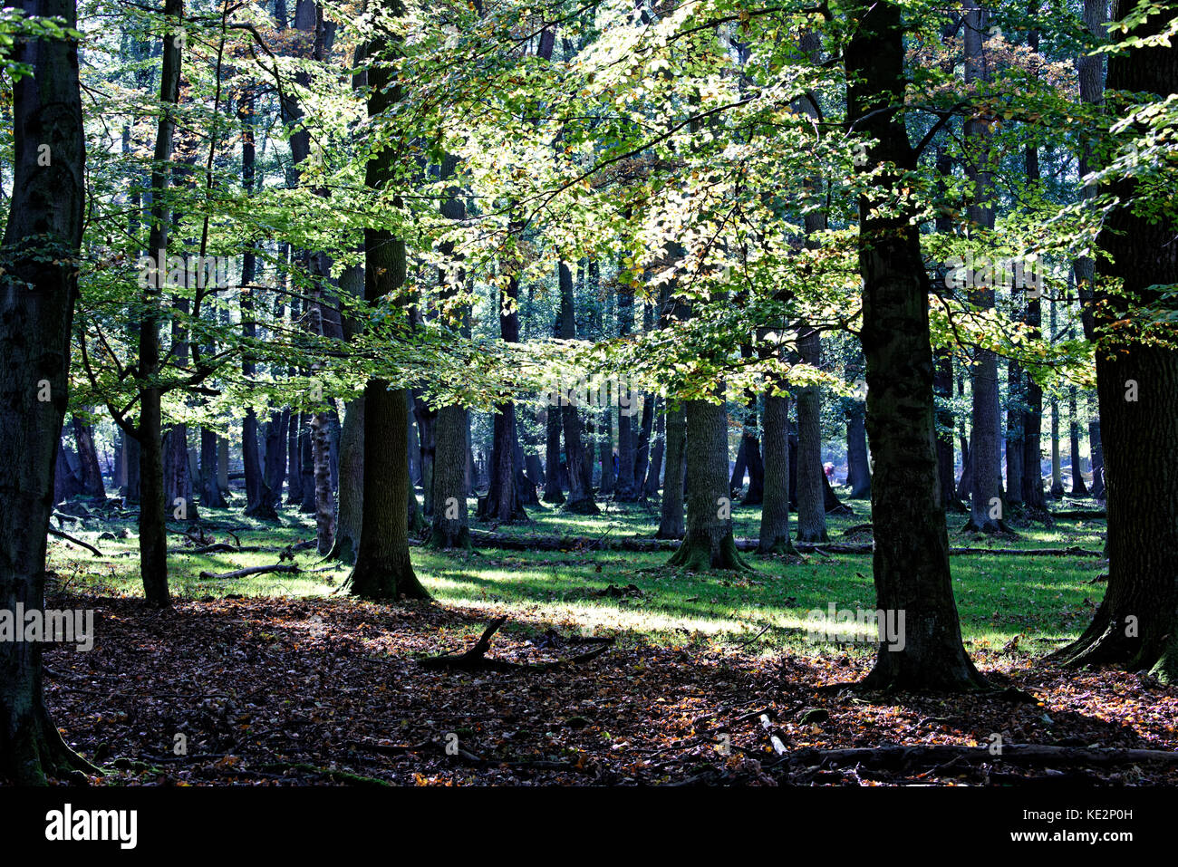 Autumn in Deister by Hanover ,Germany Stock Photo - Alamy