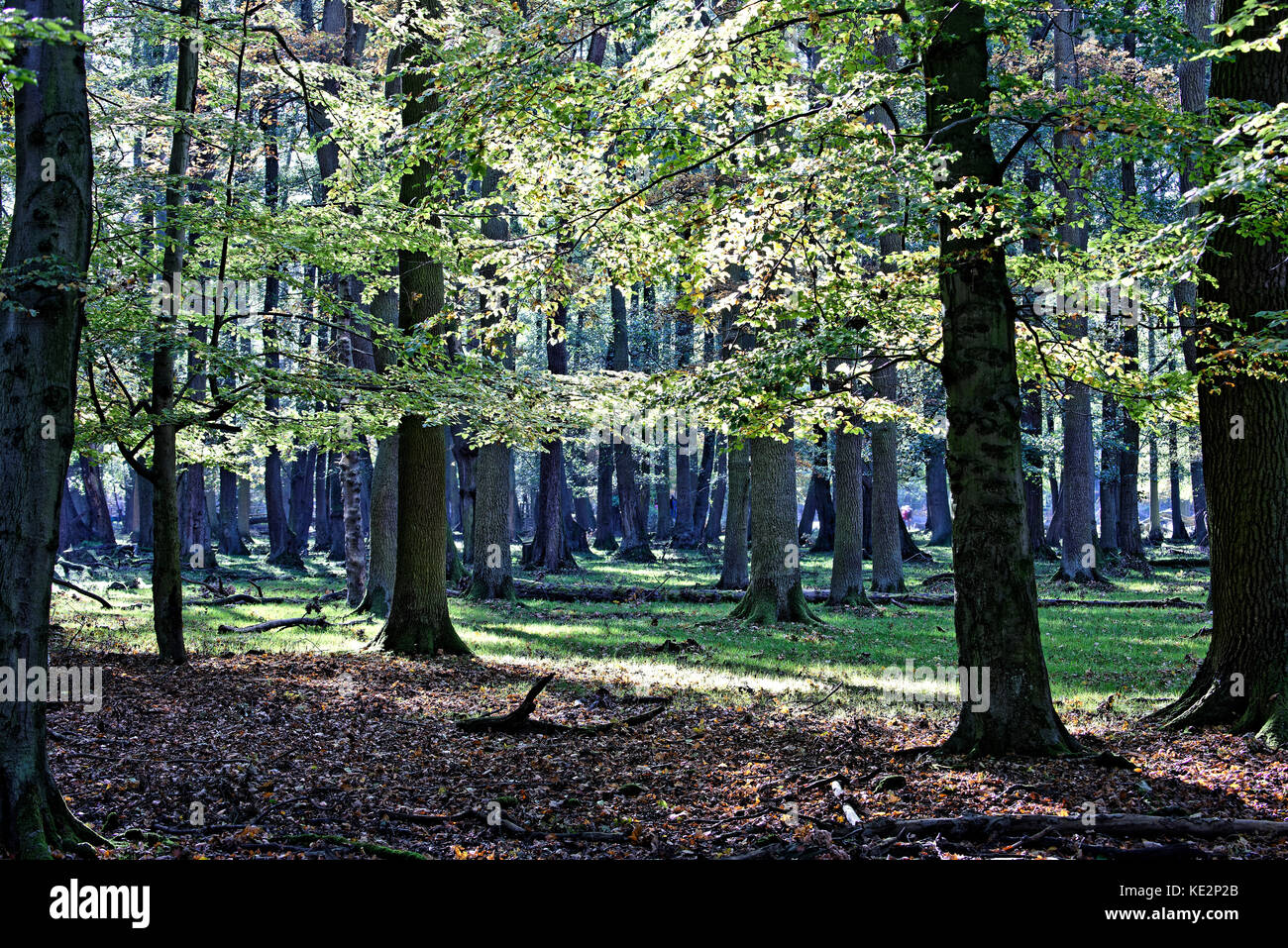 Autumn in Deister by Hanover ,Germany Stock Photo - Alamy