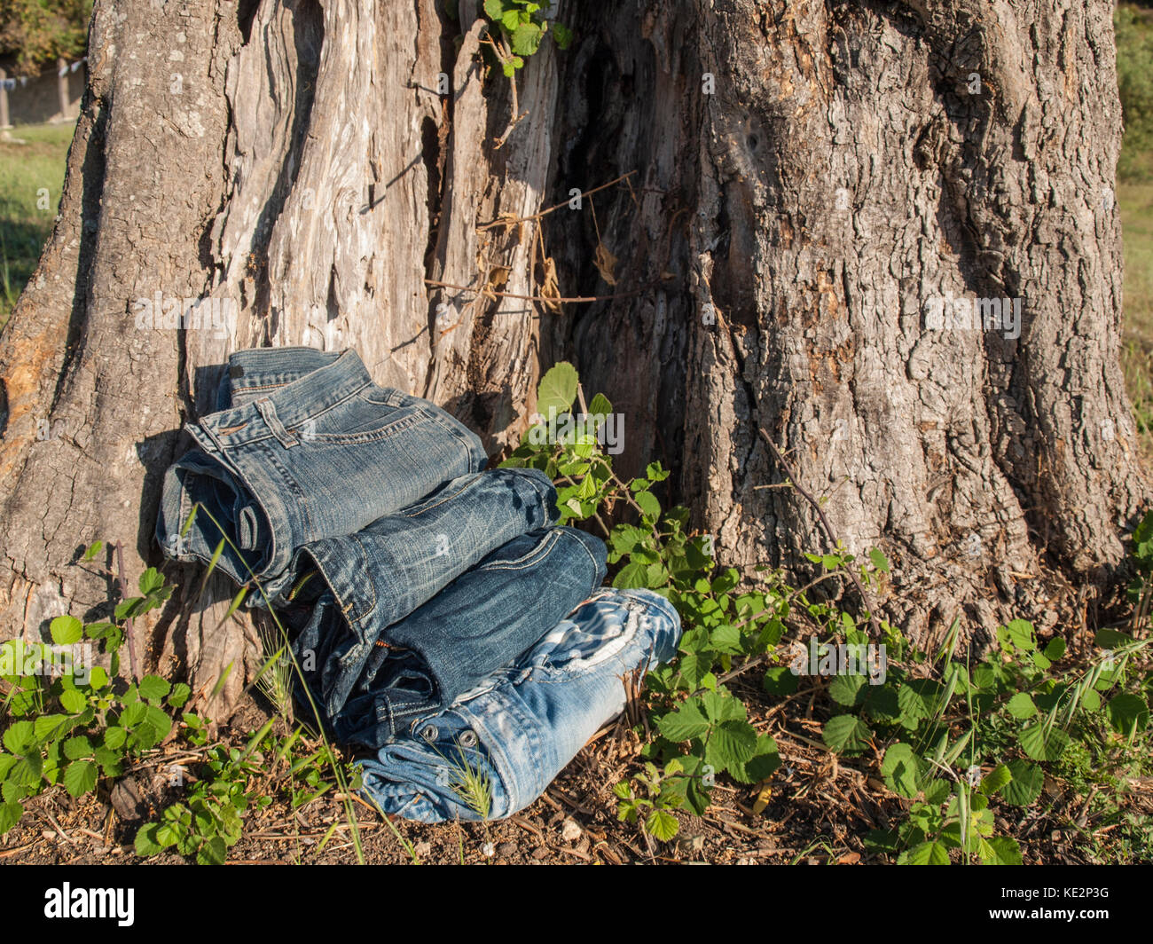 pile of jeans in front of tree trunk Stock Photo - Alamy