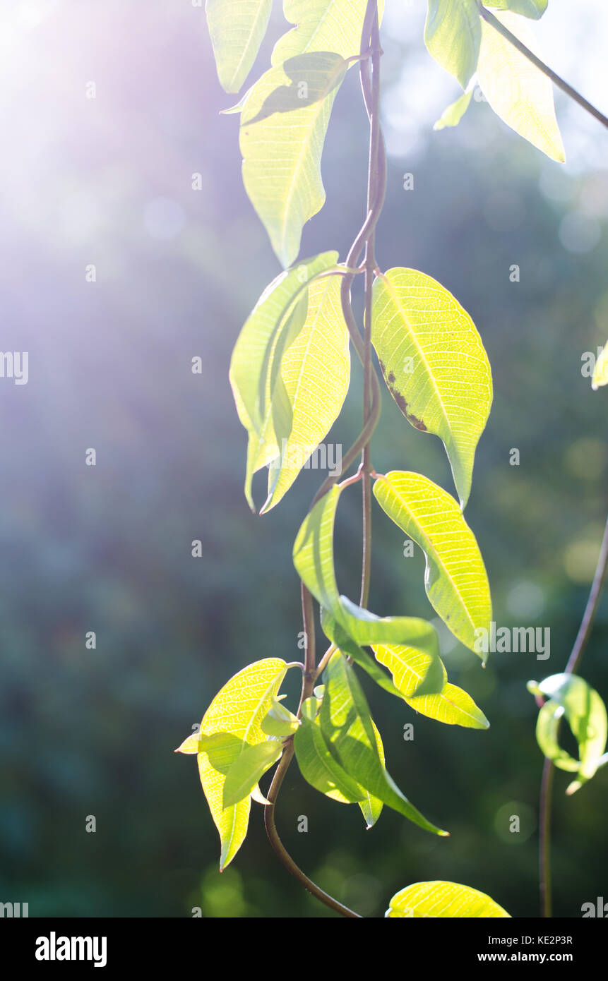 green leaves with sunlight Stock Photo - Alamy