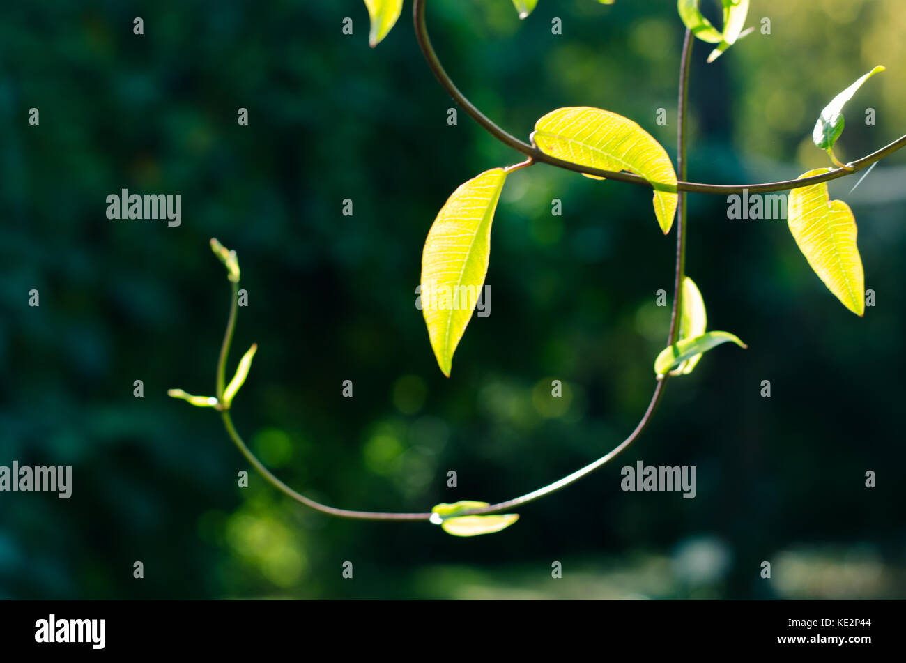 green leaves with sunlight Stock Photo - Alamy