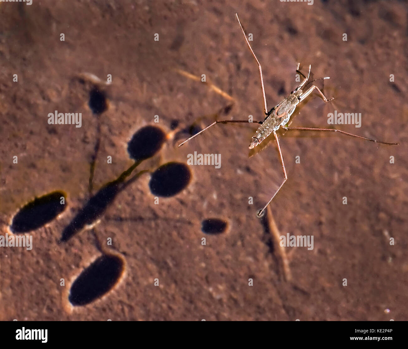 Water strider on shallow pond with shadows showing Stock Photo - Alamy