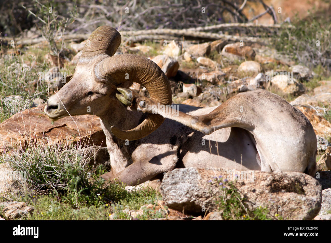 Scratching ear hi-res stock photography and images - Alamy