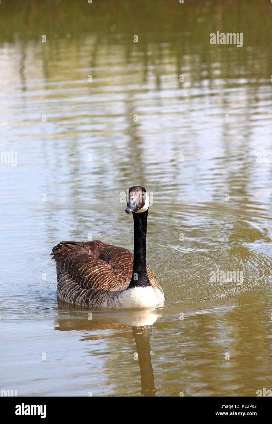 canadian goose swimming nature wildlife Stock Photo - Alamy