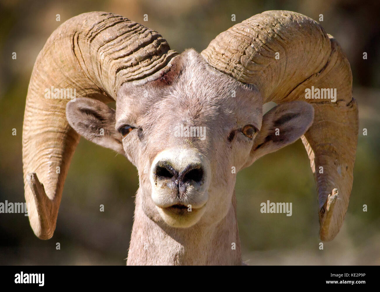 Bighorn sheep in Anza Borrego desert stare Stock Photo - Alamy