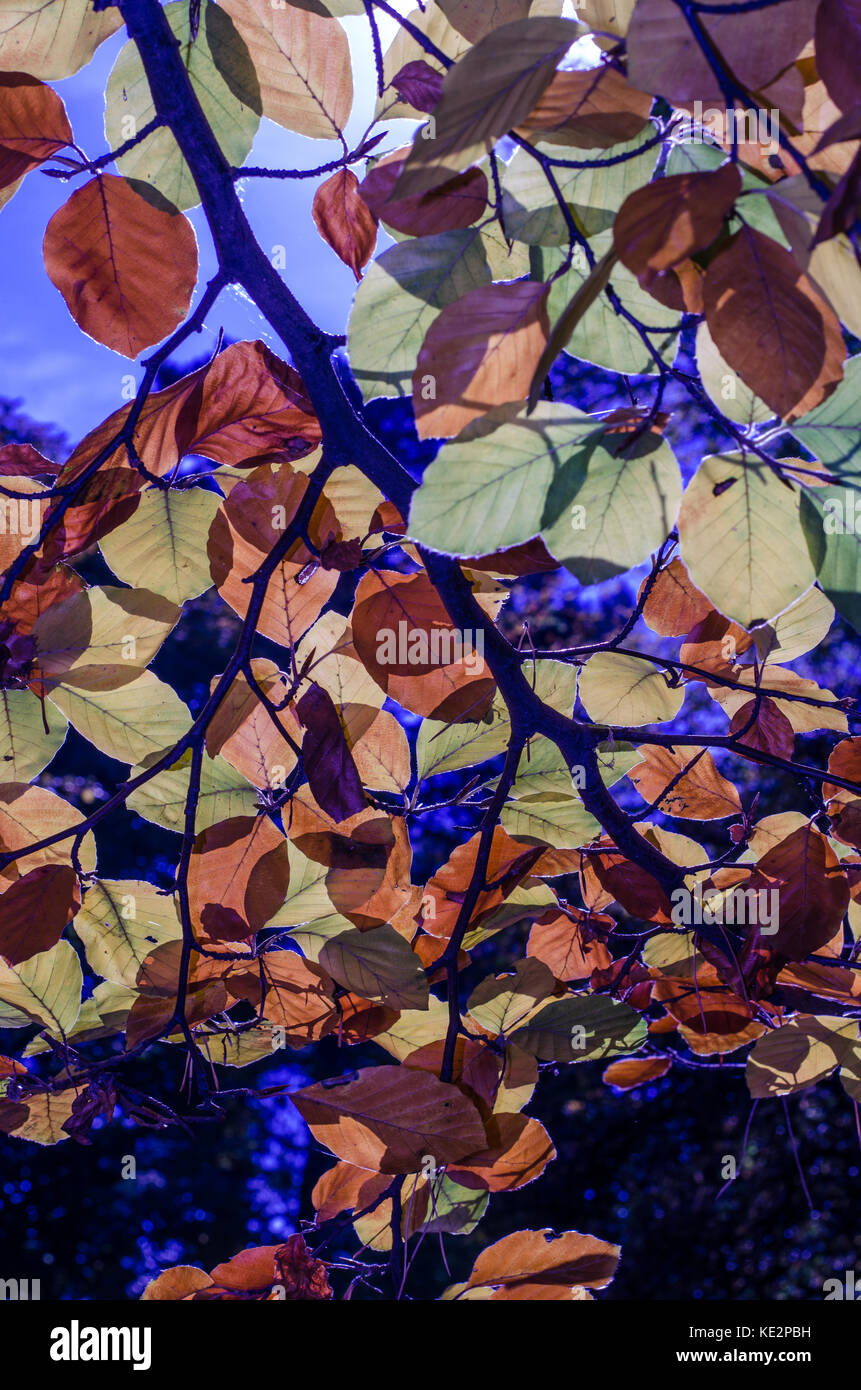 Night fall leaves hi-res stock photography and images - Alamy