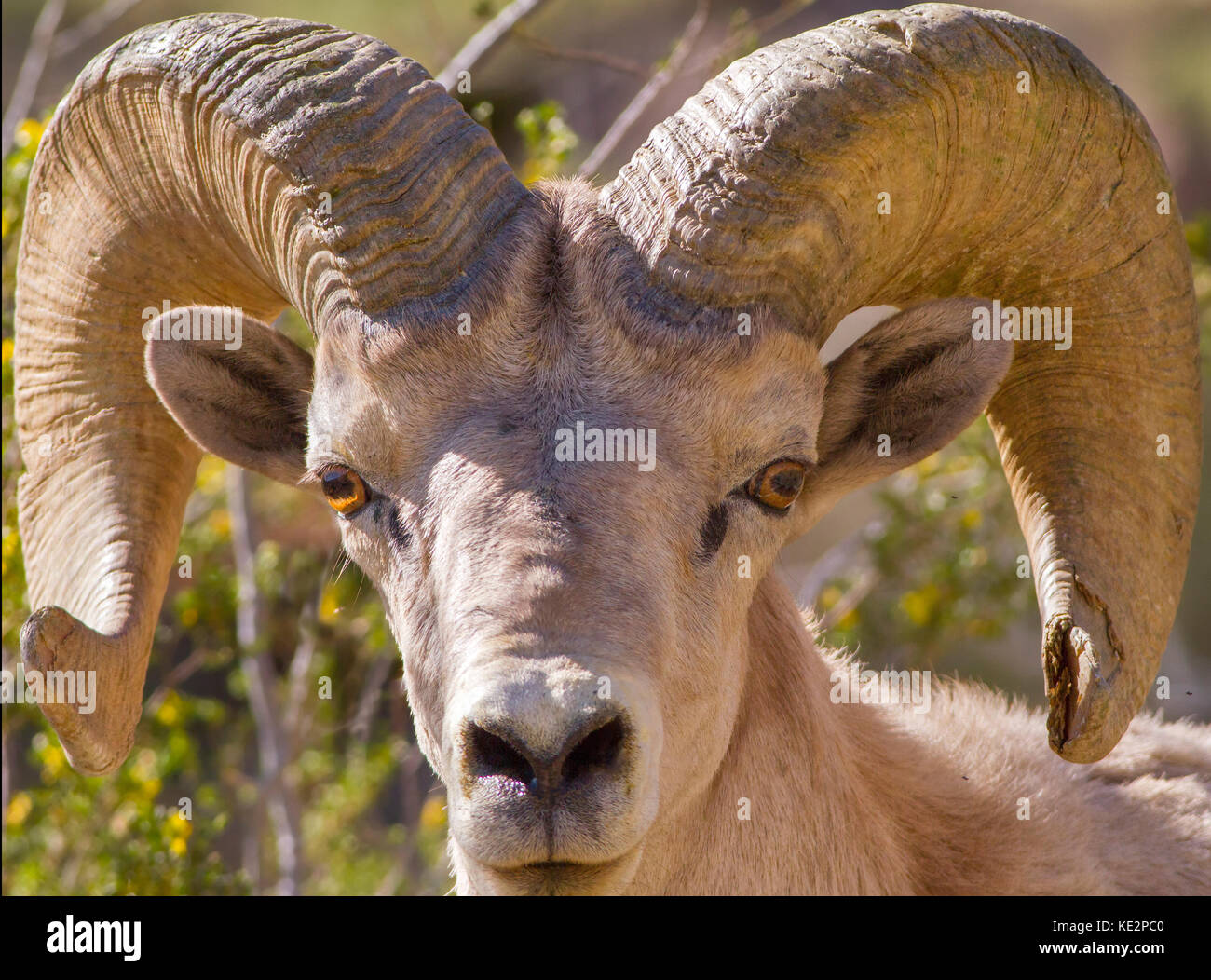 Bighorn sheep in Anza Borrego desert stare Stock Photo - Alamy
