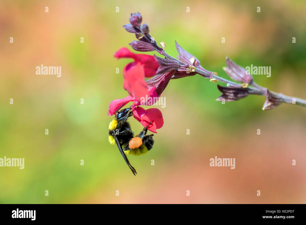 Bumble bee pollinating flowers hi-res stock photography and images - Alamy