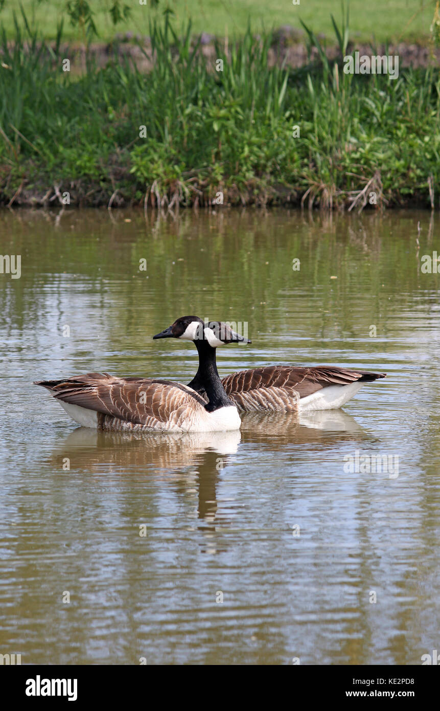 Two Canadian geese on the river Stock Photo - Alamy