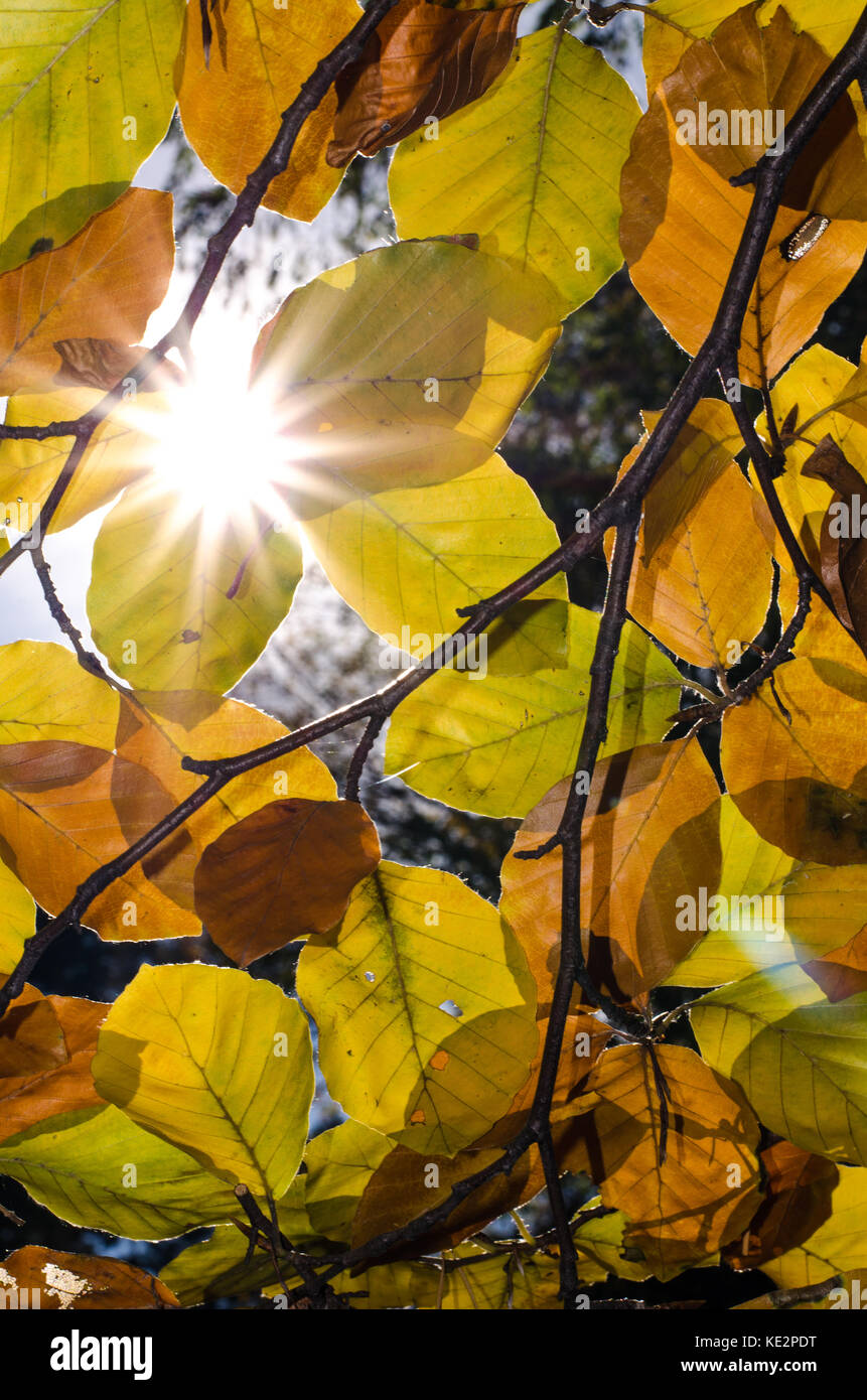 green leaves with sunlight Stock Photo - Alamy