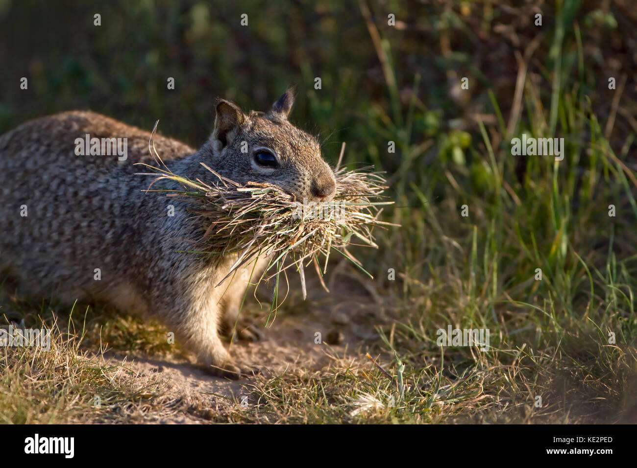 California ground squirrel carrying food to store in burrow Stock Photo ...