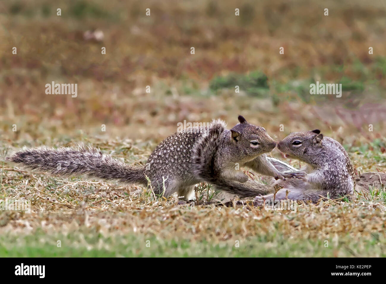 Tickle touch hi-res stock photography and images - Alamy