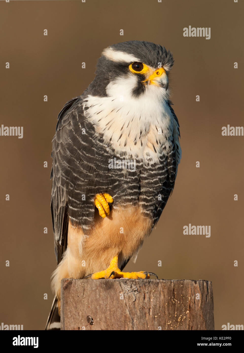 An Aplomado Falcon (Falco femoralis) from the Pantanal, Brazil Stock ...