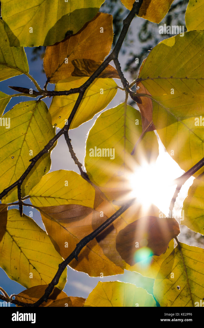 green leaves with sunlight Stock Photo - Alamy