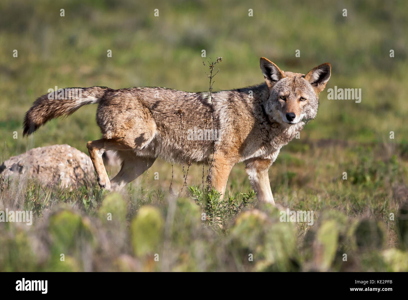 Coyote urinating on rock to mark territory with scent Stock Photo - Alamy