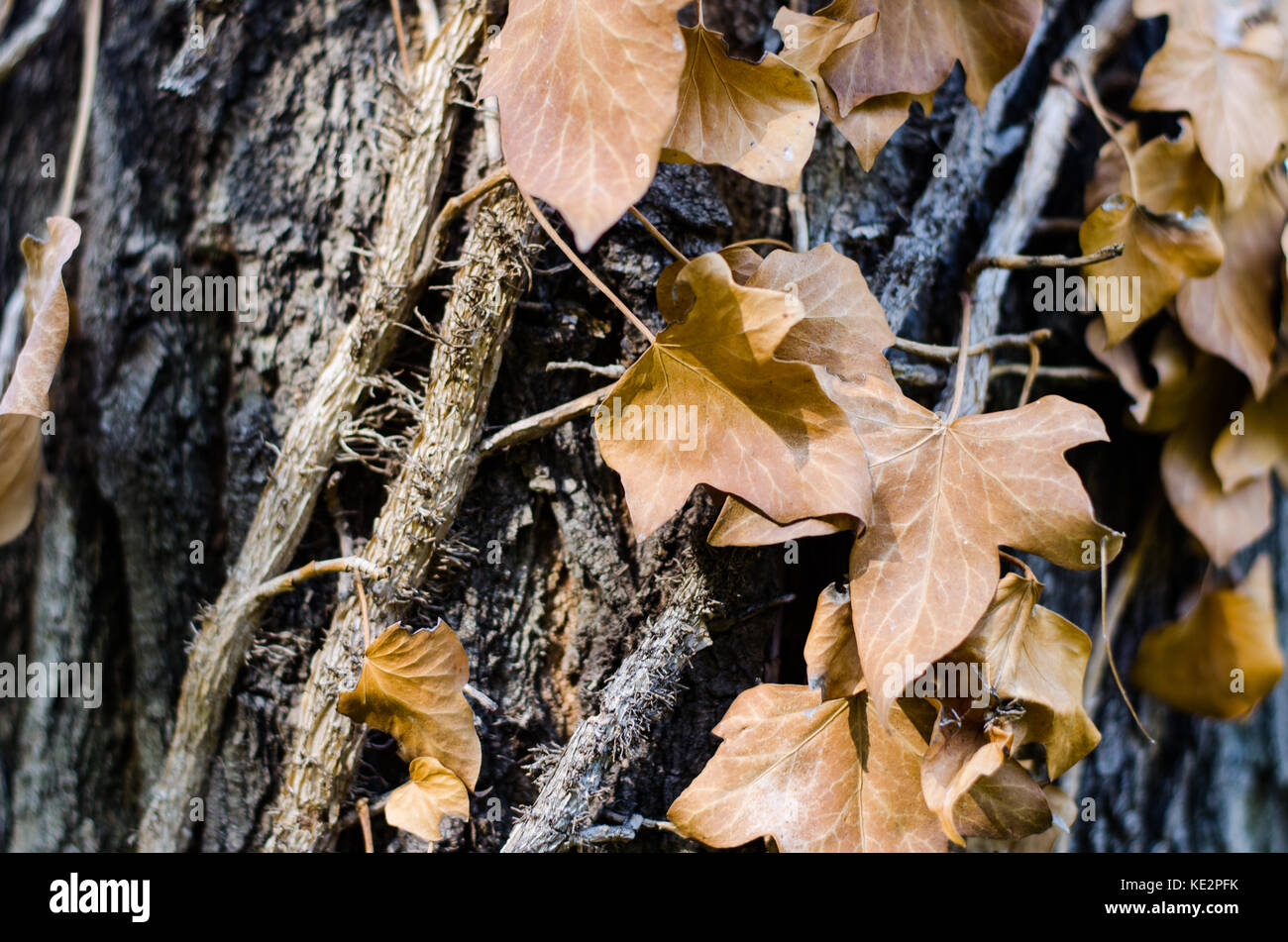 Beautiful colors dry tree leaf hi-res stock photography and images - Alamy