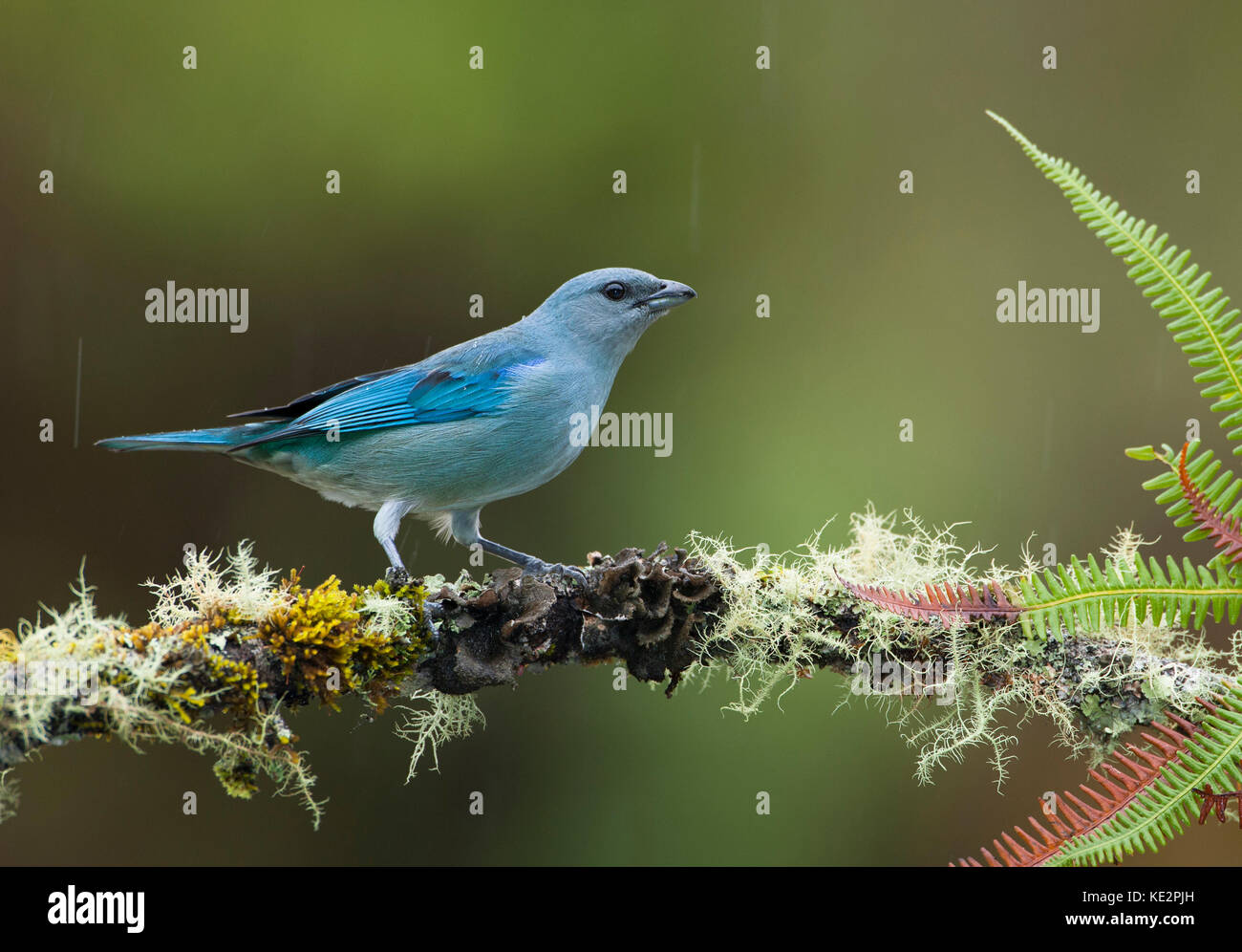 An Azure-shouldered Tanager (Thraupis cyanoptera) from the Atlantic ...