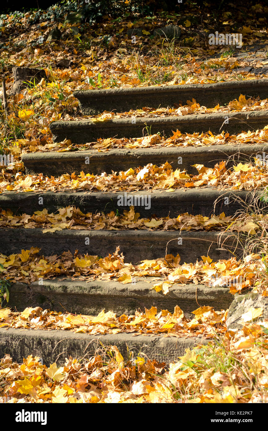 stairs full of autumn leaves Stock Photo - Alamy