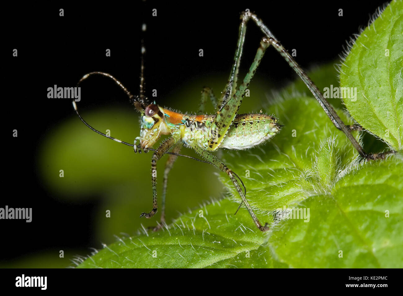 Baby katydid hi-res stock photography and images - Alamy