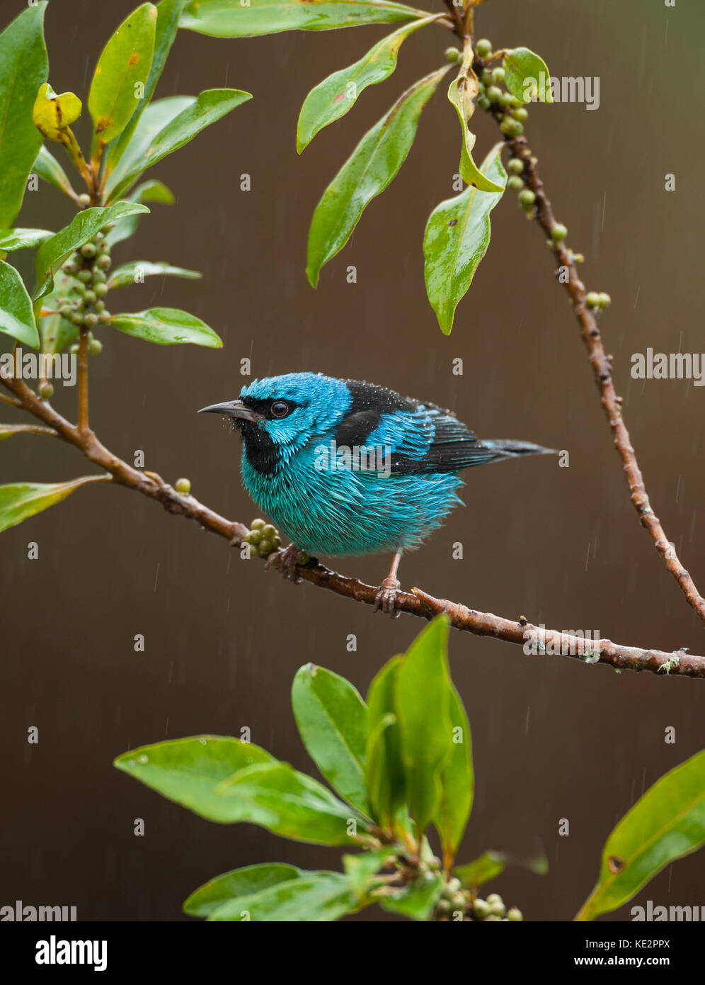 Blue Dacnis (Dacnis cayana) from the Atlantic Rainforest of SE Brazil ...