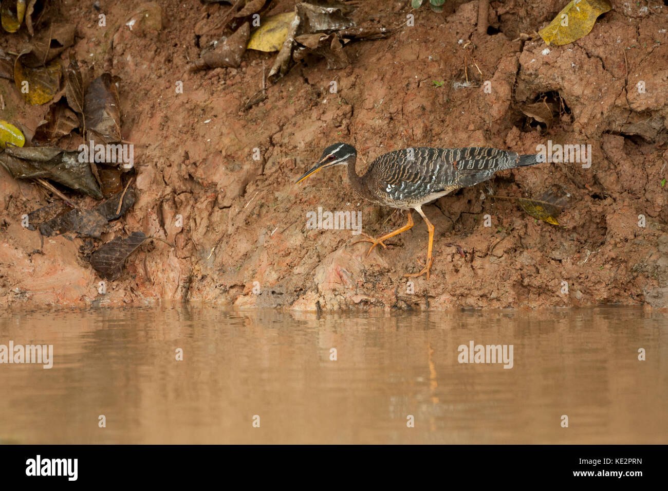 Eurypyga Helias High Resolution Stock Photography and Images - Alamy