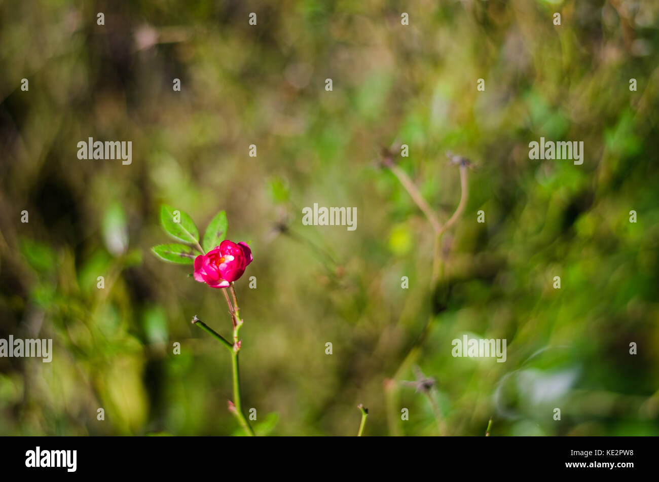 Red mini rose hi-res stock photography and images - Alamy
