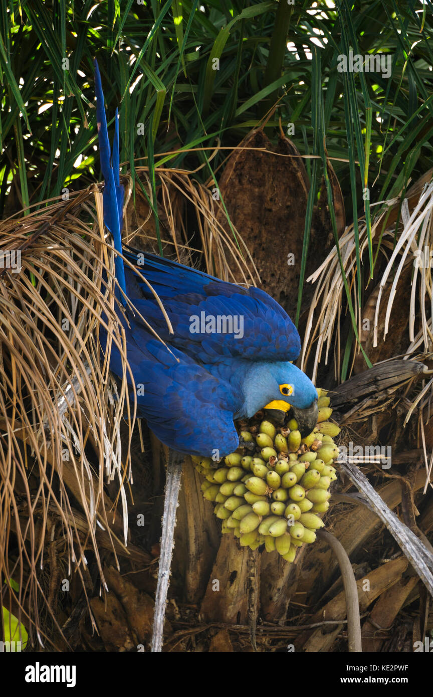 A Hyacinth Macaw feeding on the nuts of the Acuri Palm in the Pantanal ...