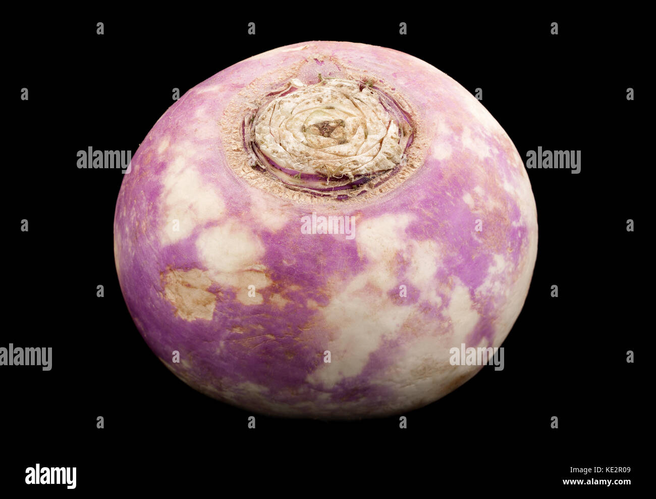 White big radish slice vegetable closeup isolated on black background ...