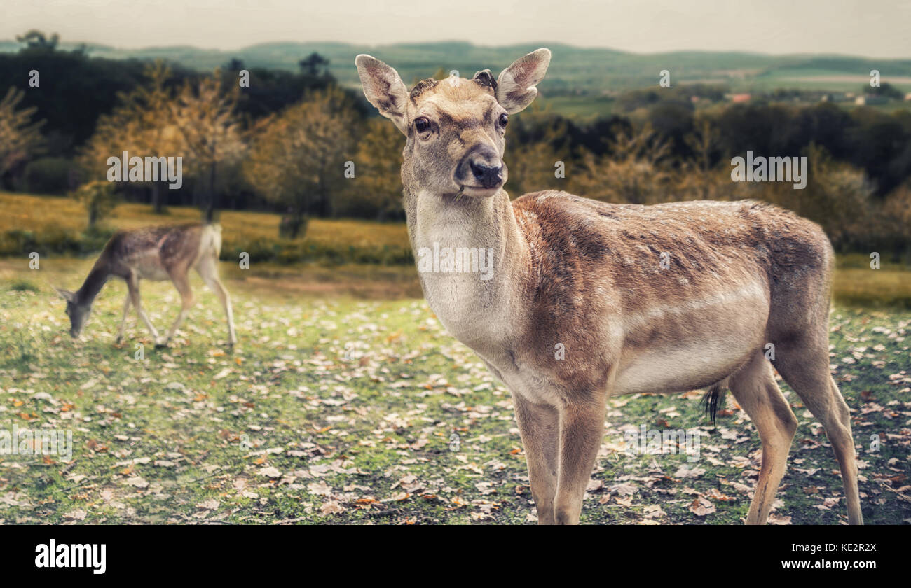 Sarna animal hi-res stock photography and images - Alamy
