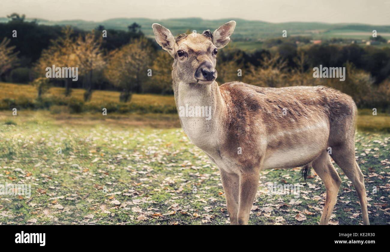 Sarna animal hi-res stock photography and images - Alamy