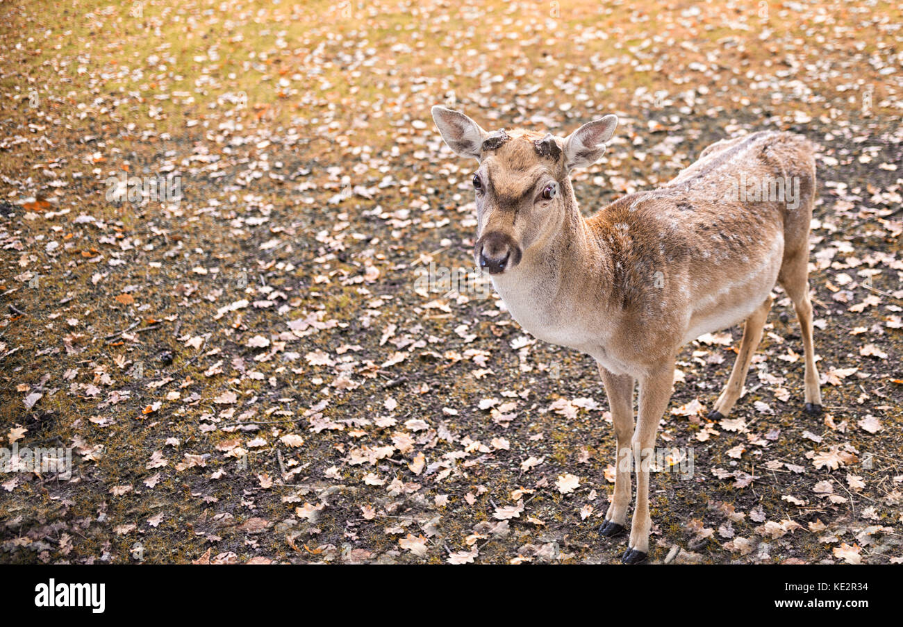 Sarna animal hi-res stock photography and images - Alamy