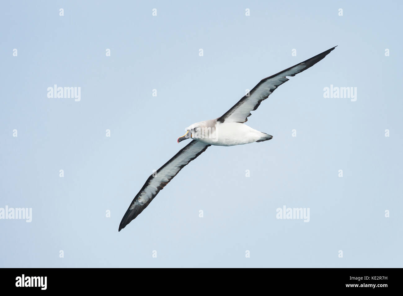 An Atlantic Yellow-nosed Albatross off SE Brazil Stock Photo - Alamy